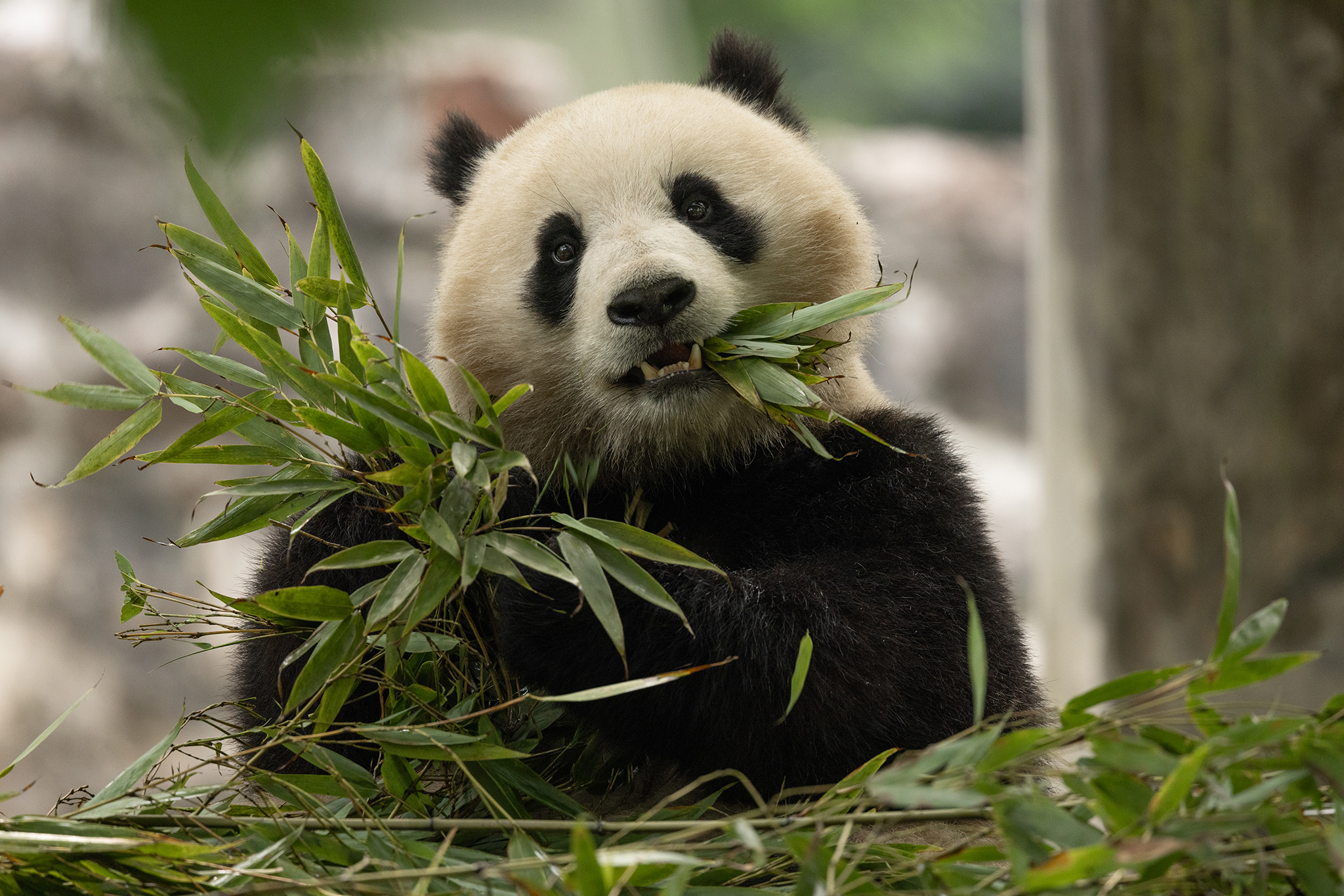 Smithsonian's National Zoo | Discover DC Now
