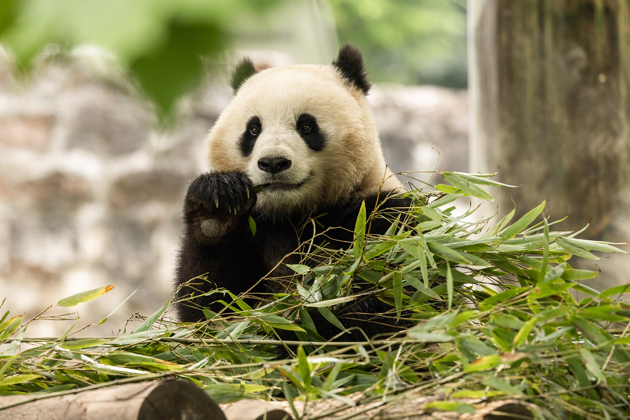 Smithsonian's National Zoo | Discover DC Now